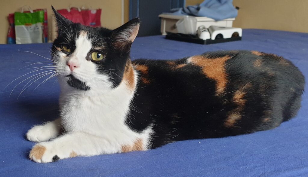 🐈‍⬛ Shi-Gui 🐈‍⬛ - Félins en Détresse