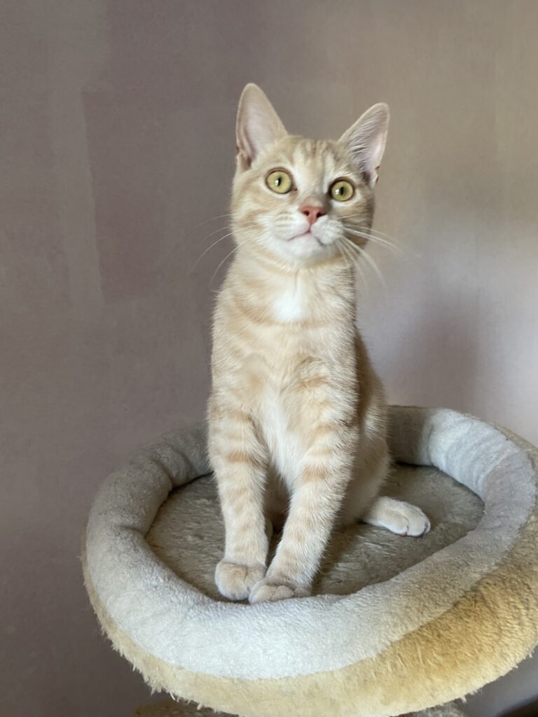 🐈‍⬛ Rocky 🐈‍⬛ - Félins en Détresse