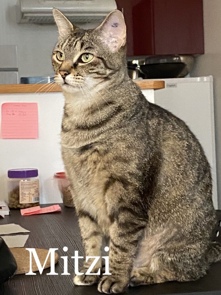 🐈‍⬛ Mitzi 🐈‍⬛ - Félins en Détresse