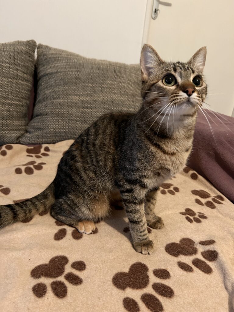 🐈‍⬛ Betsy 🐈‍⬛ - Félins en Détresse